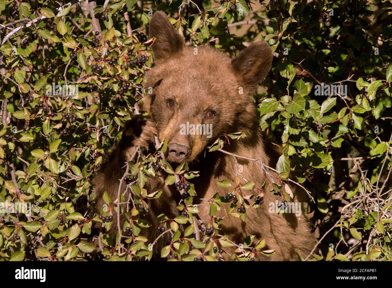 Cute fuzzy little bear cub hi-res stock photography and images - Alamy