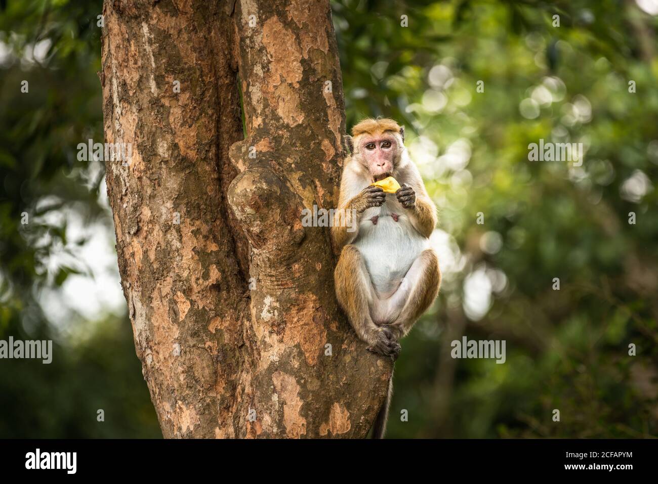 Macaque habitat ecology hi-res stock photography and images - Alamy