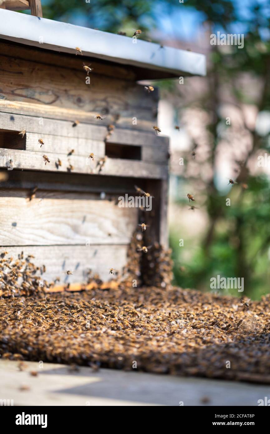 A bee colony is transferred and moving into a new bee box with bees ...