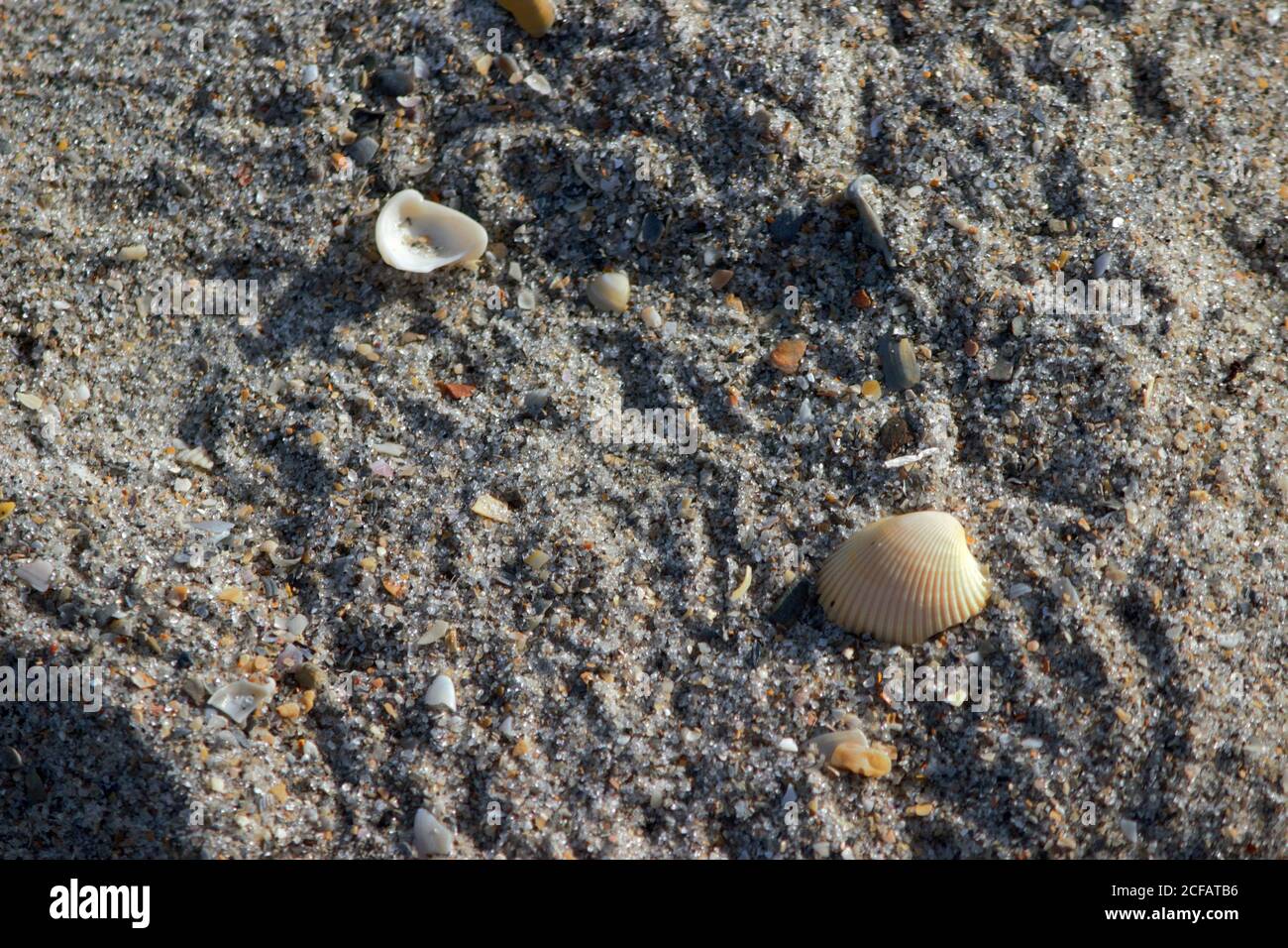 Broken shell and sand hi-res stock photography and images - Alamy
