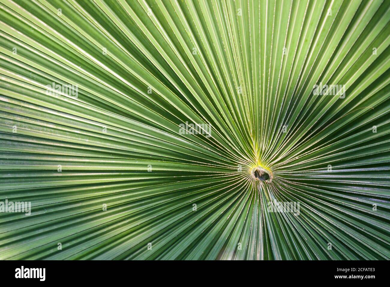 Anahaw leaves hi-res stock photography and images - Alamy