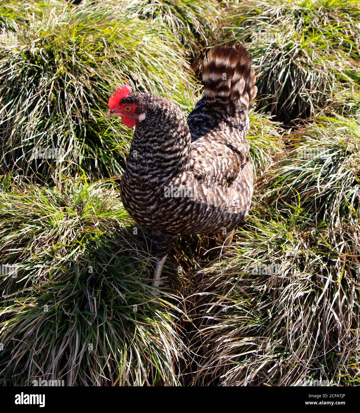 Pedresa hen hi-res stock photography and images - Alamy