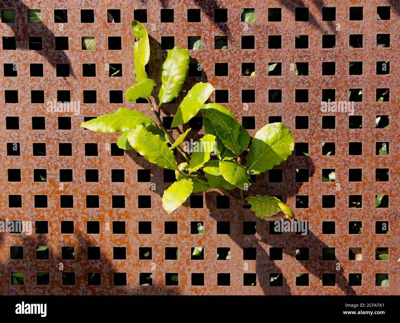 Rusting iron pierced metal fence with green leaves on a short branch ...