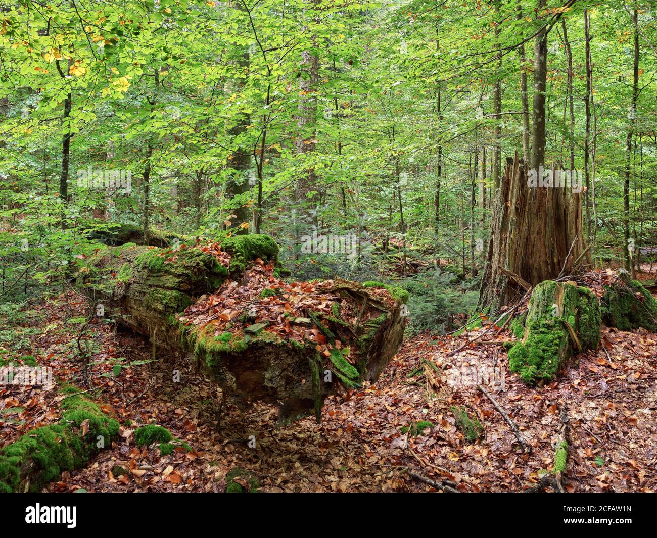 State park fungi fungus hi-res stock photography and images - Alamy