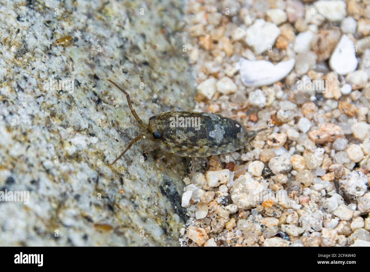 Sea slater hi-res stock photography and images - Alamy