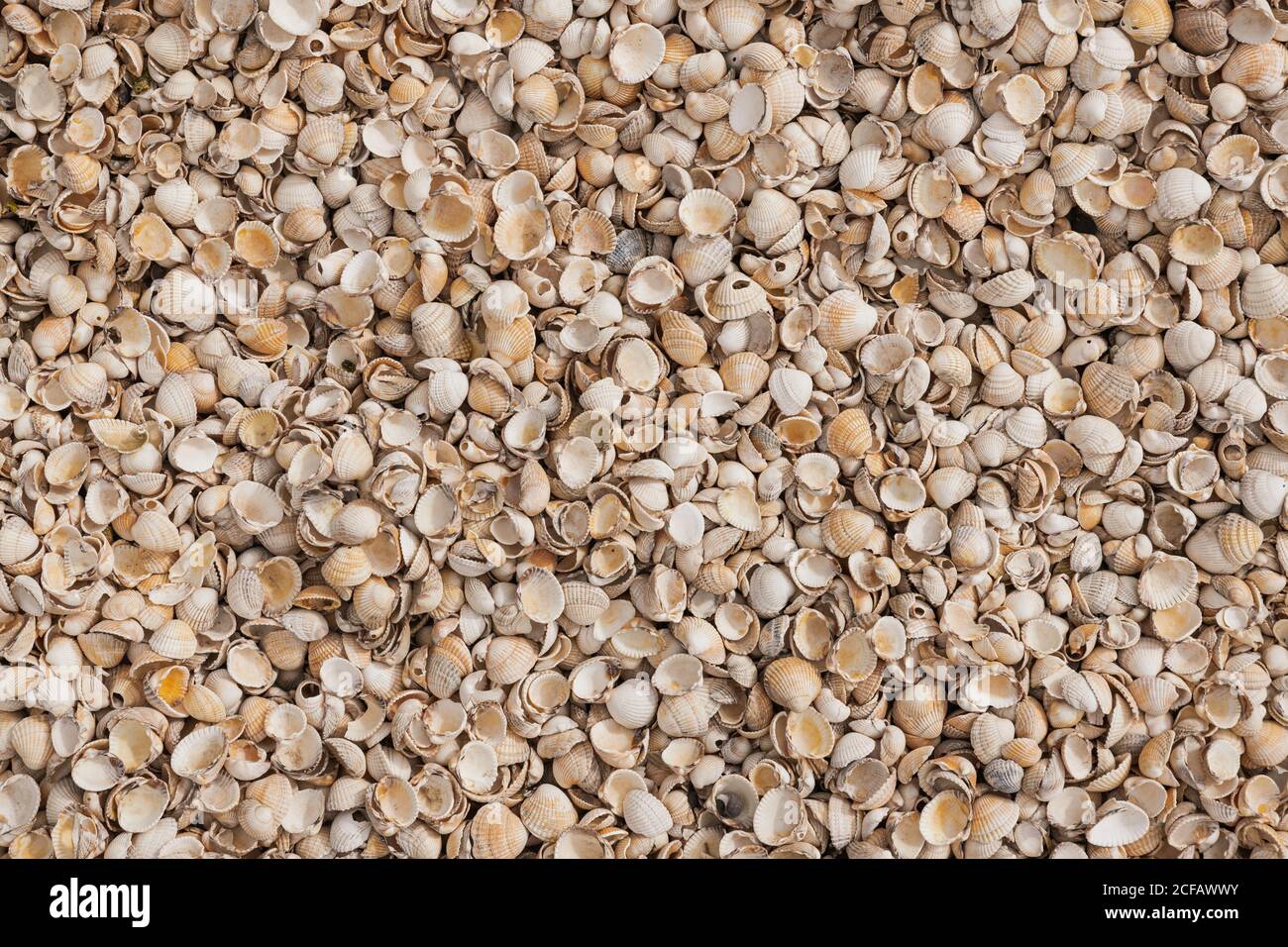 Cockleshells High Resolution Stock Photography and Images - Alamy