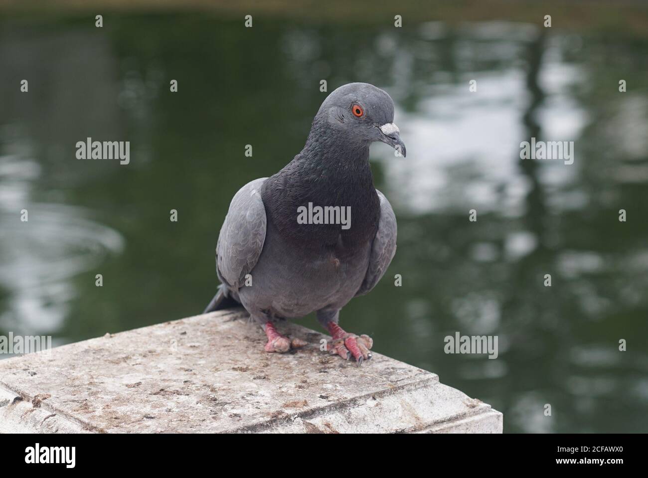 Disabled pigeon hi-res stock photography and images - Alamy