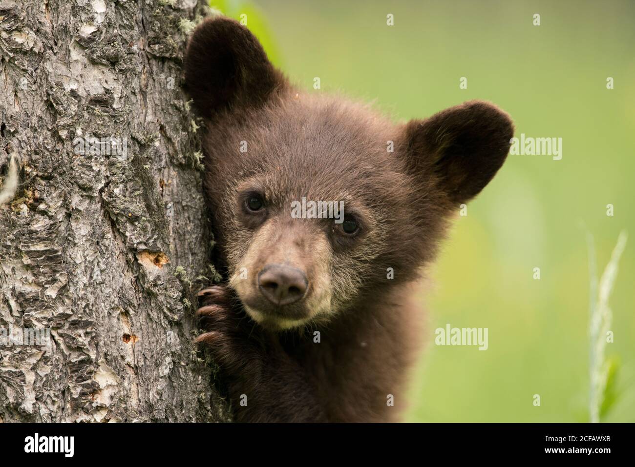 Cute fuzzy little bear cub hi-res stock photography and images - Alamy