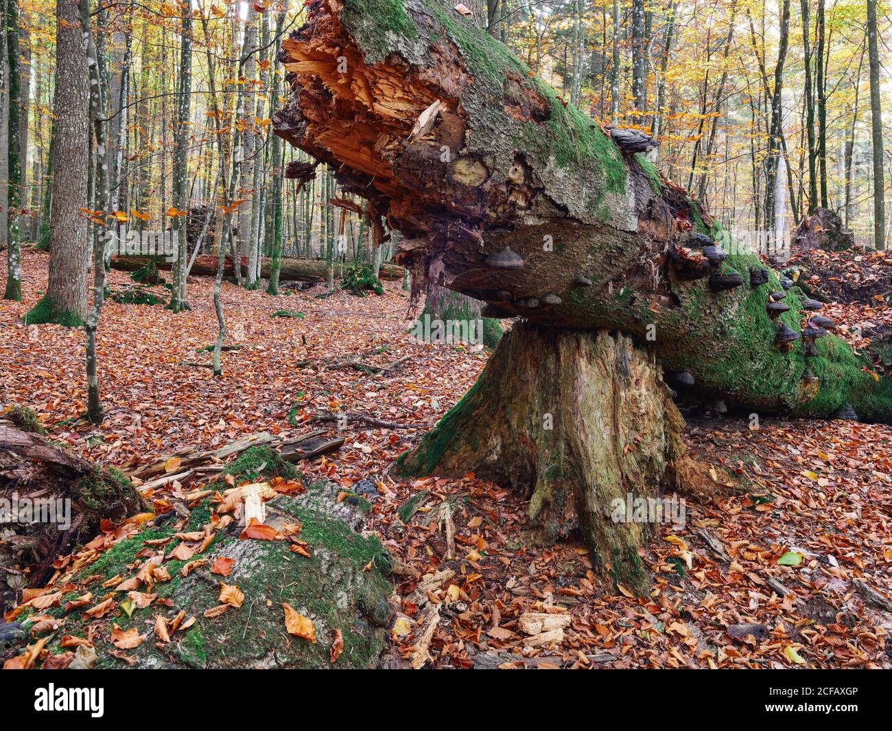 Lindberg hi-res stock photography and images - Alamy