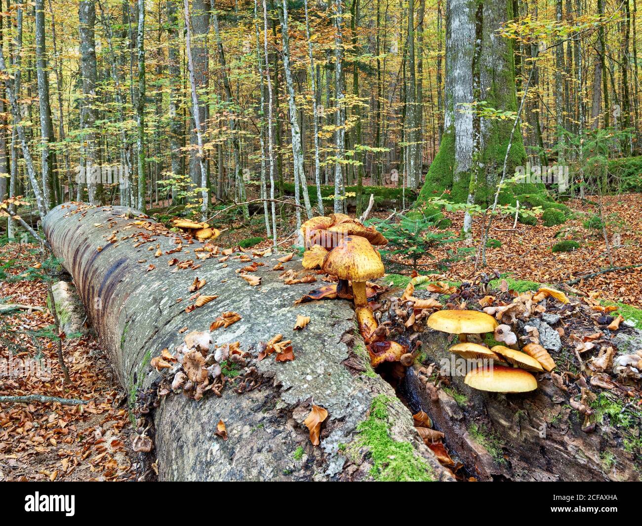 Zwieslerwaldhaus, Lindberg, Regen district, Lower Bavaria, Free State ...
