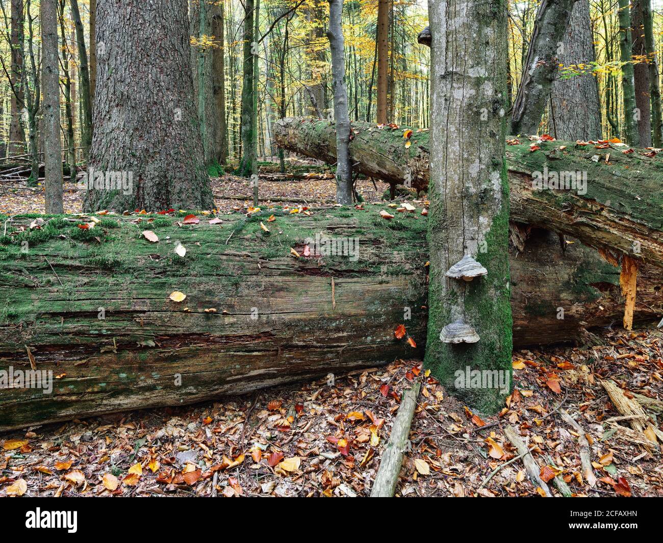 Zwieslerwaldhaus, Lindberg, Regen district, Lower Bavaria, Free State ...
