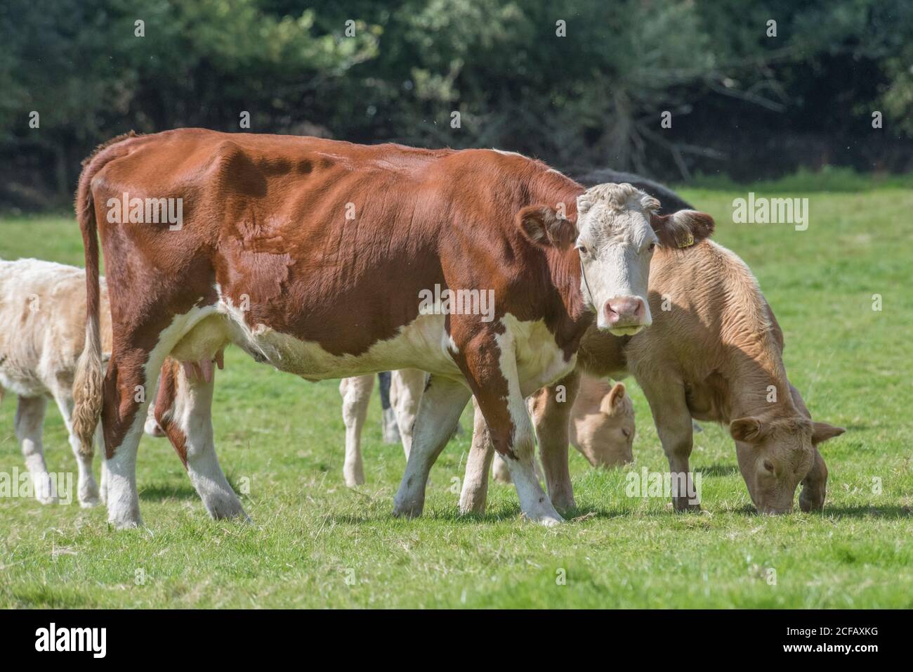 Farming livestock beef cow hi-res stock photography and images - Alamy