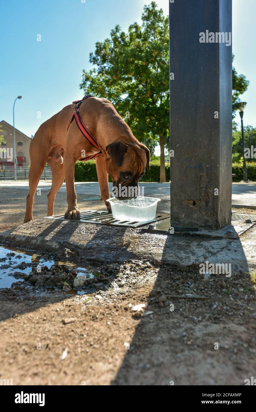 Boxer dog thirsty is drinking water from a fountain Stock Photo - Alamy