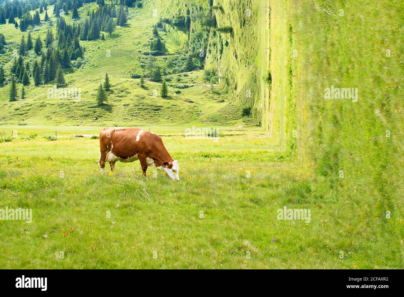 Cow corner hi-res stock photography and images - Alamy