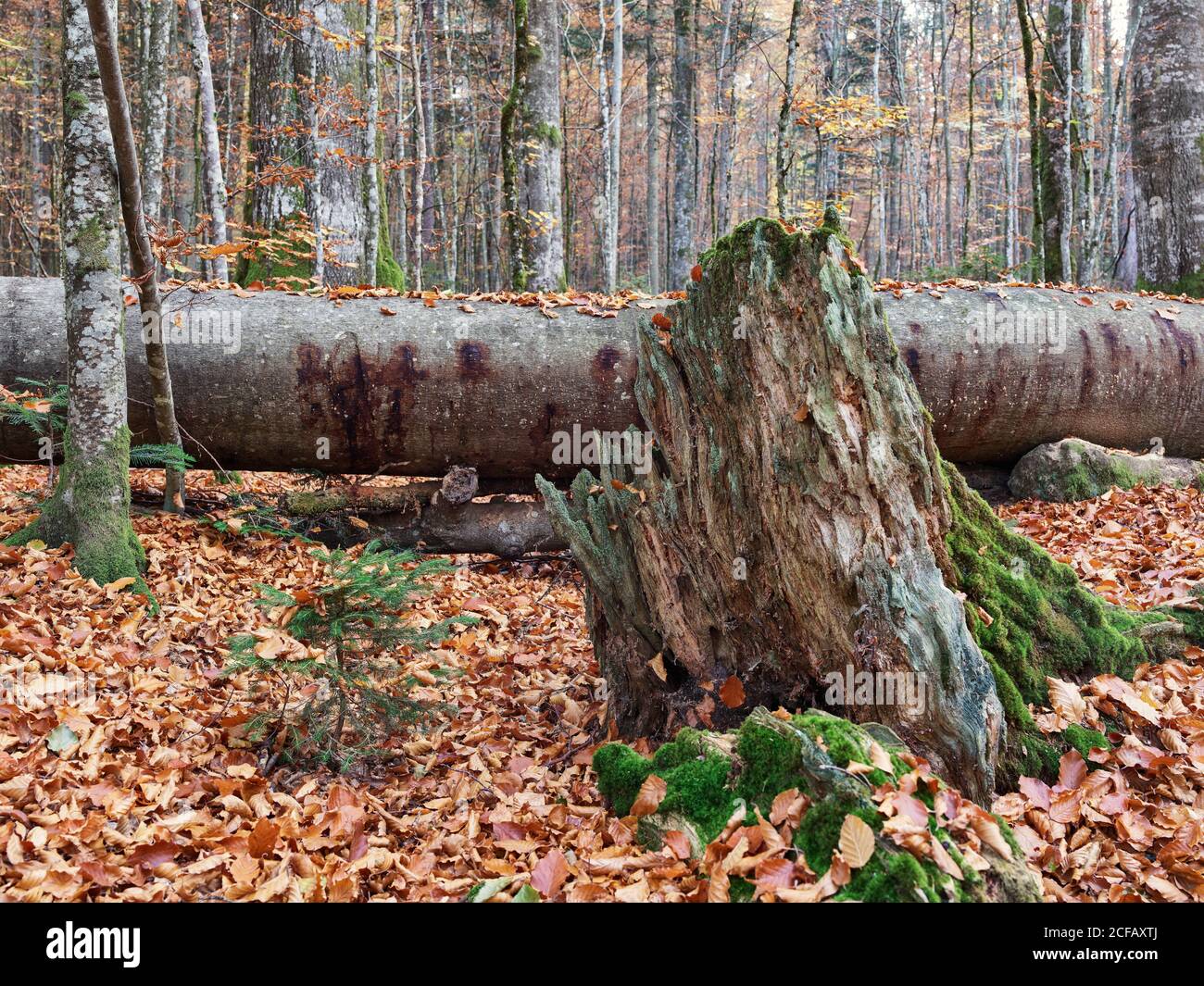 Zwieslerwaldhaus, Lindberg, Regen district, Lower Bavaria, Free State ...