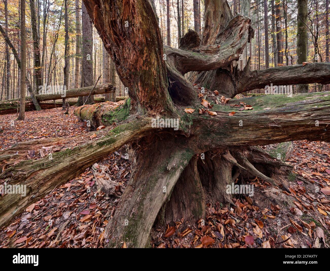 Zwieslerwaldhaus, Lindberg, Regen district, Lower Bavaria, Free State ...