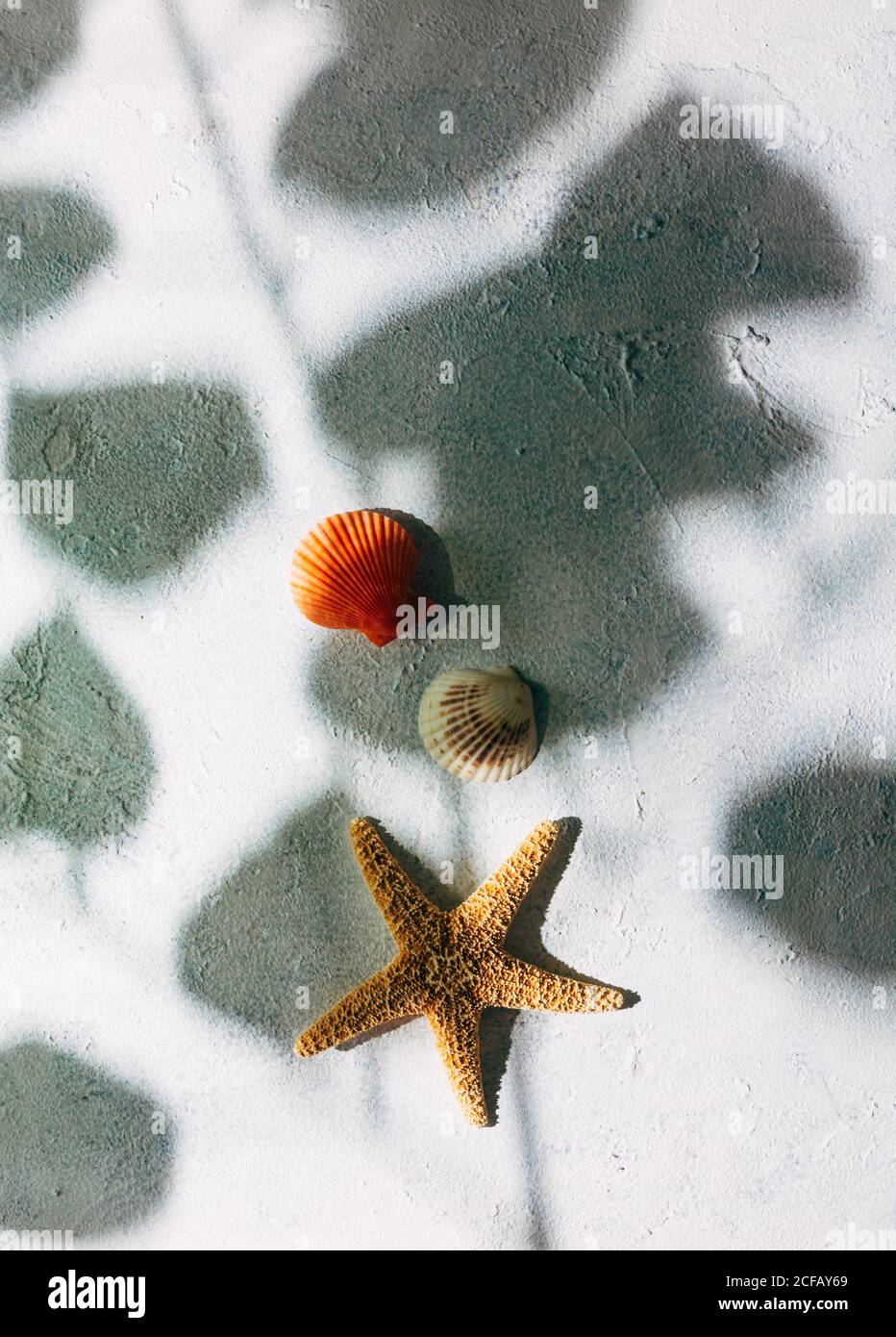 Top view of dried starfish and small seashells placed on plaster ...