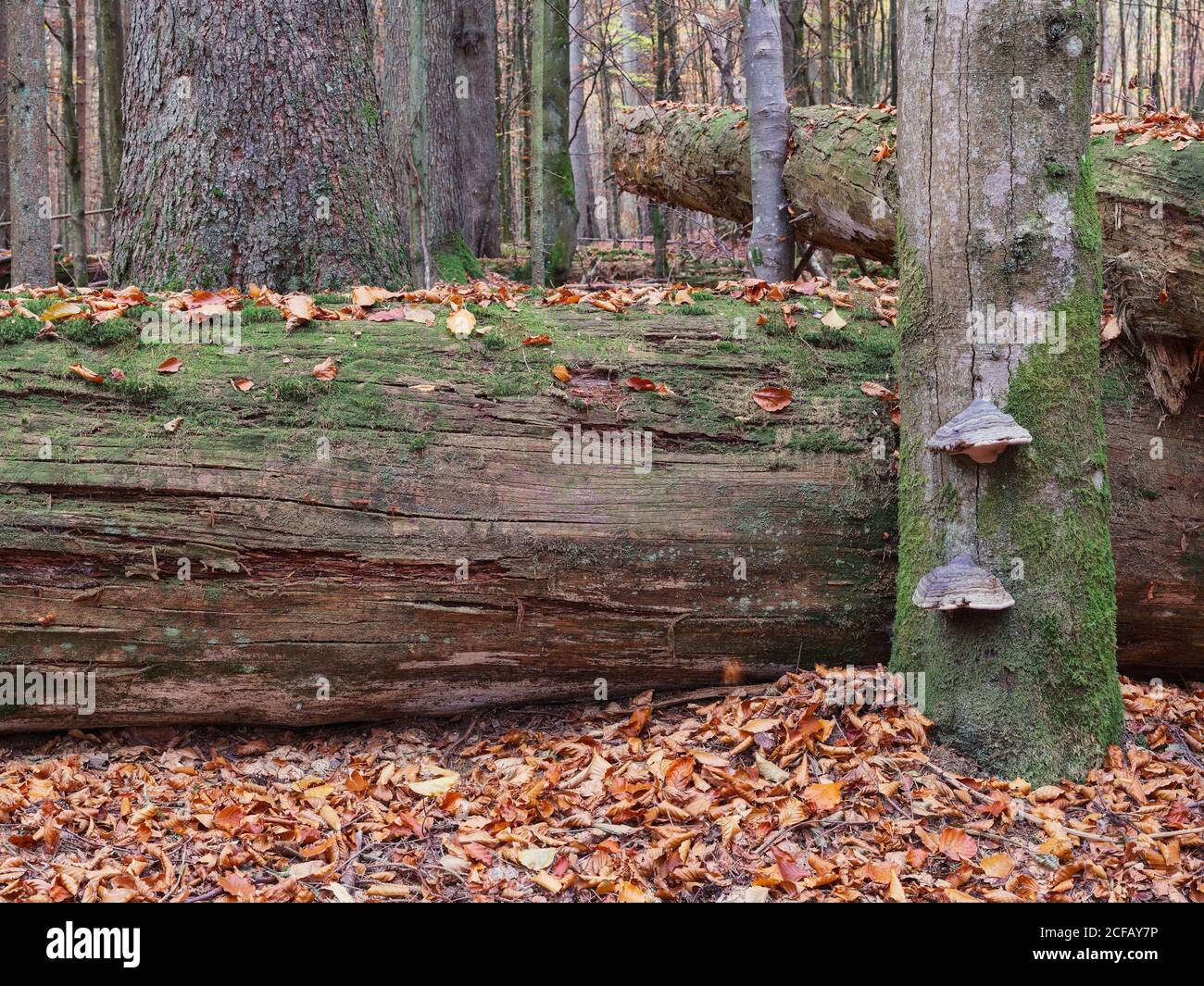Zwieslerwaldhaus, Lindberg, Regen district, Lower Bavaria, Free State ...
