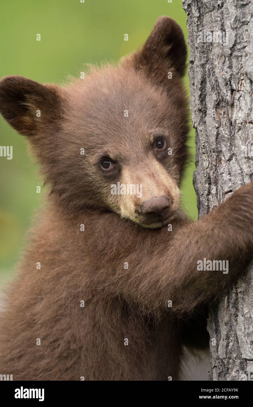 Cute fuzzy little bear cub hi-res stock photography and images - Alamy