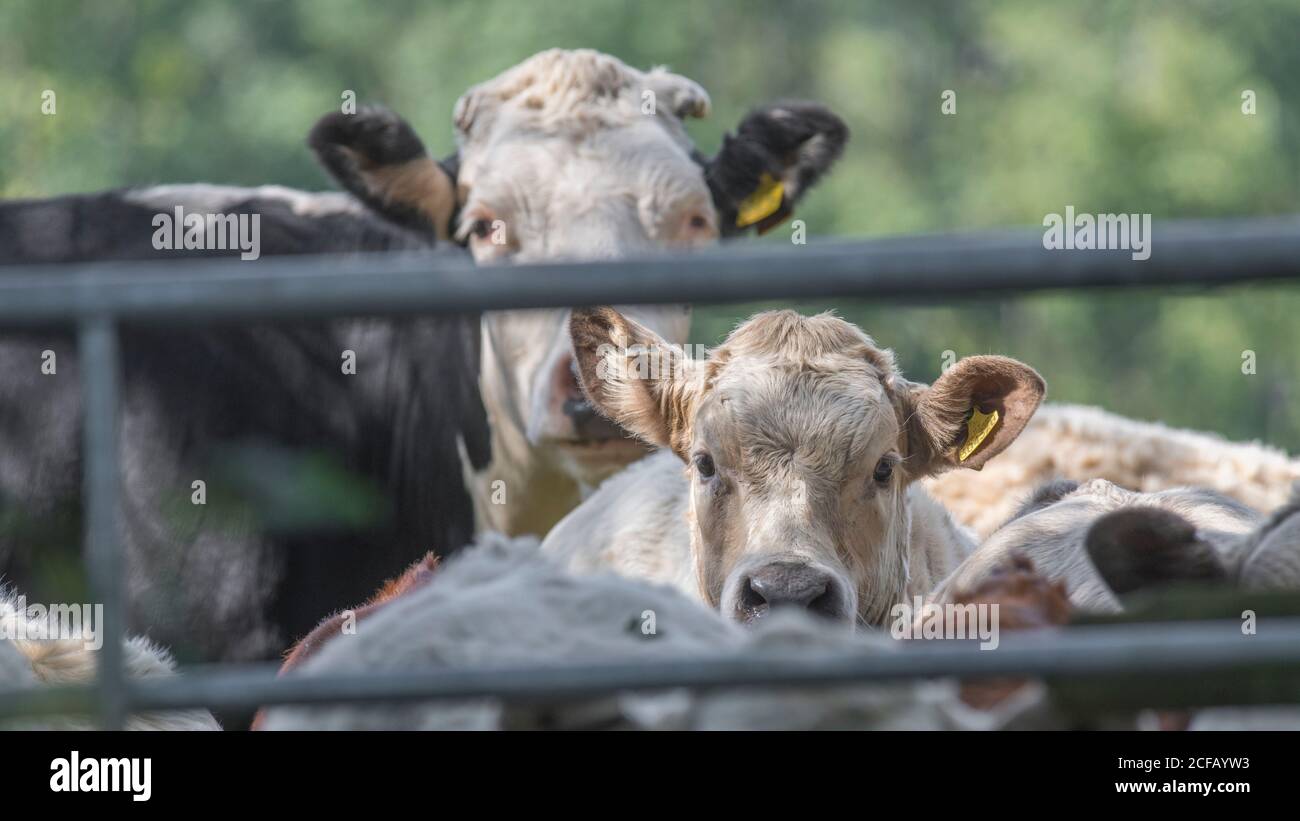 16:9 format. Baby bull / small bullock peering through metal farm gate ...