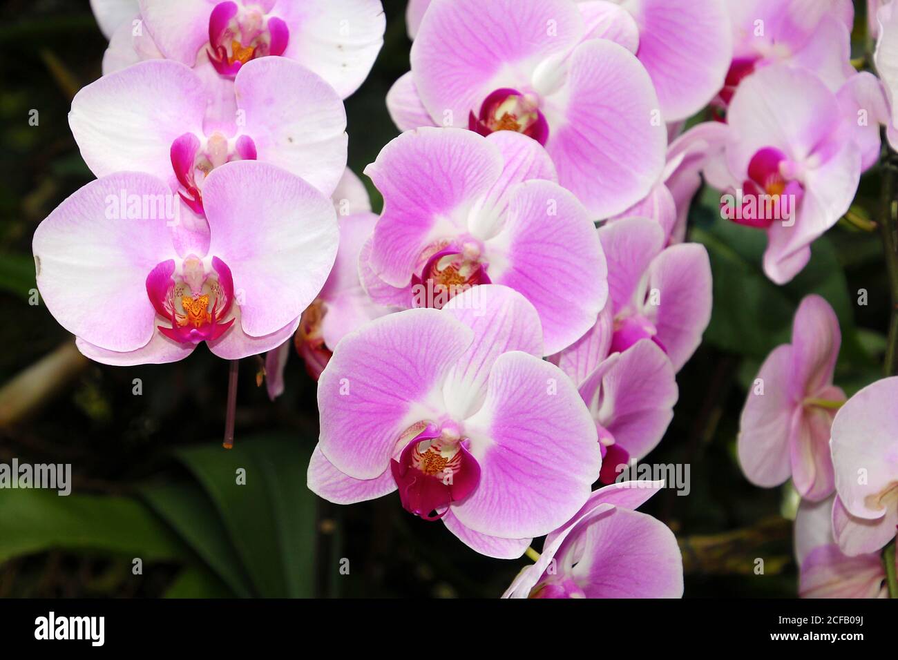 Orchids classification hi-res stock photography and images - Alamy