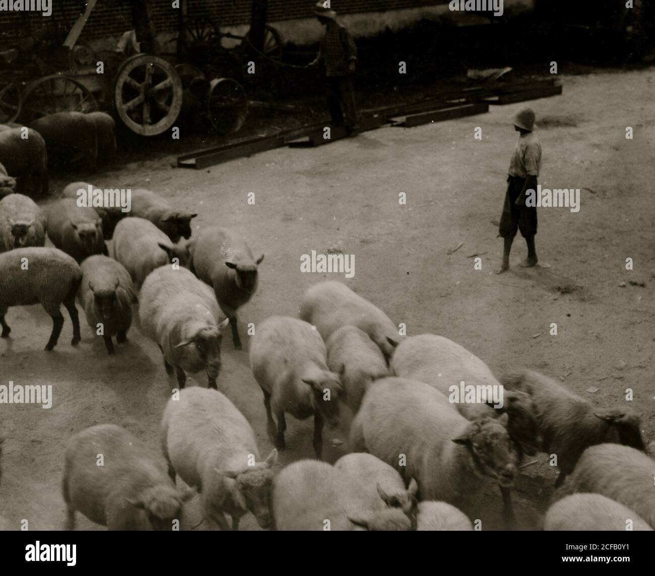 Driving boy driving sheep into the sheep pens at Carlisle Stock Photo ...