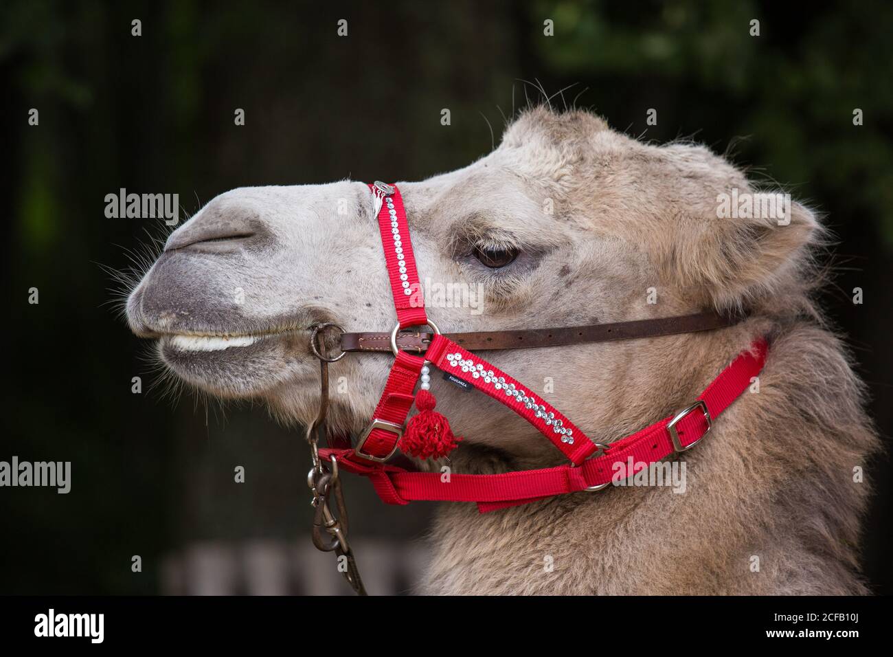 Closeup portrait of cute camel with red harness looking at thr camera ...