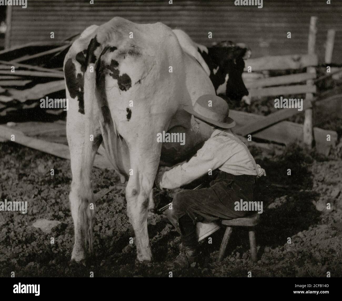 Eight-year old Jack milking the cows Stock Photo - Alamy