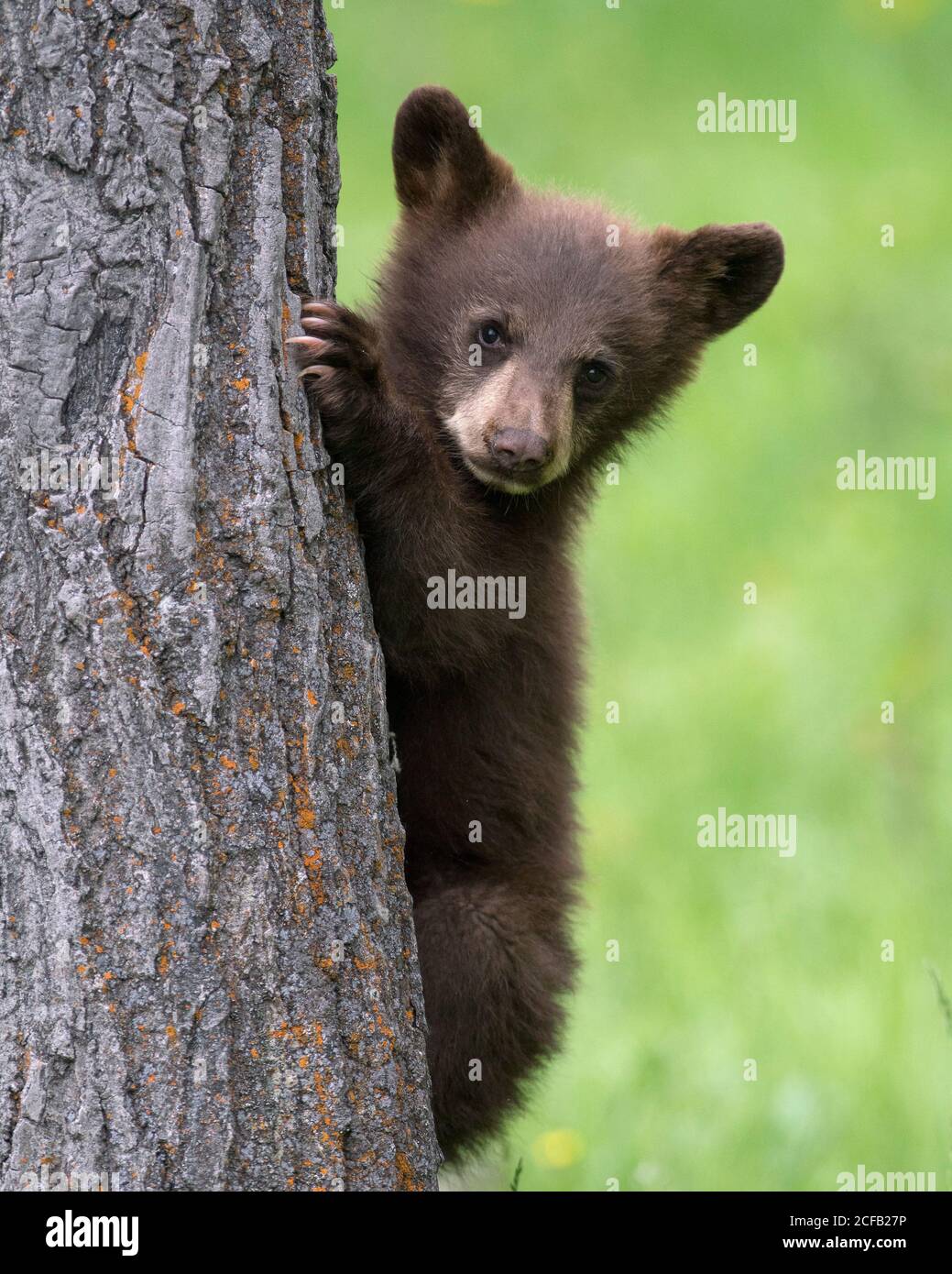 Cute fuzzy little bear cub hi-res stock photography and images - Alamy