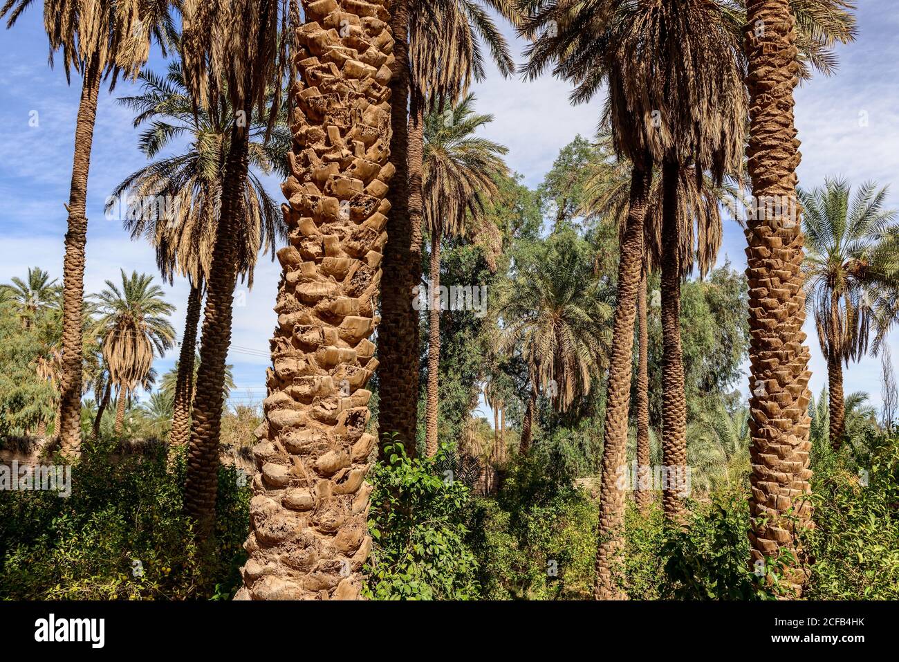 Middle east desert palm tree not israel hi-res stock photography and ...