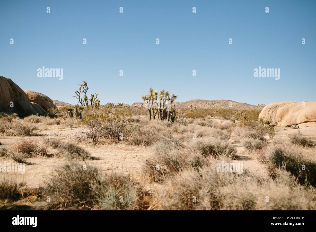 Desert terrain hi-res stock photography and images - Alamy