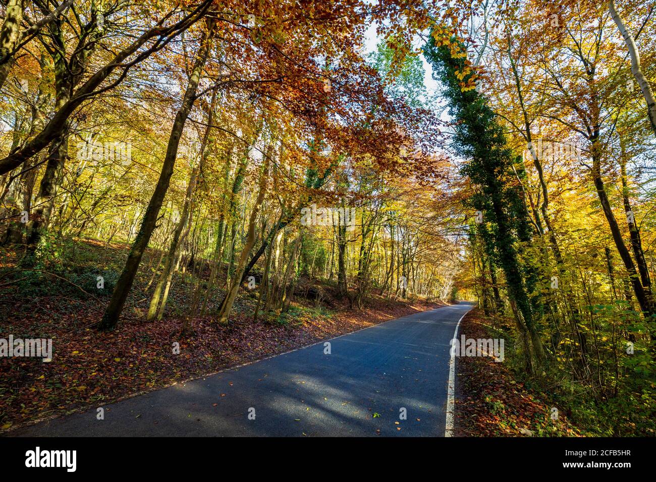 The road through Buckholt wood in the autumn, Cotswolds, England Stock ...
