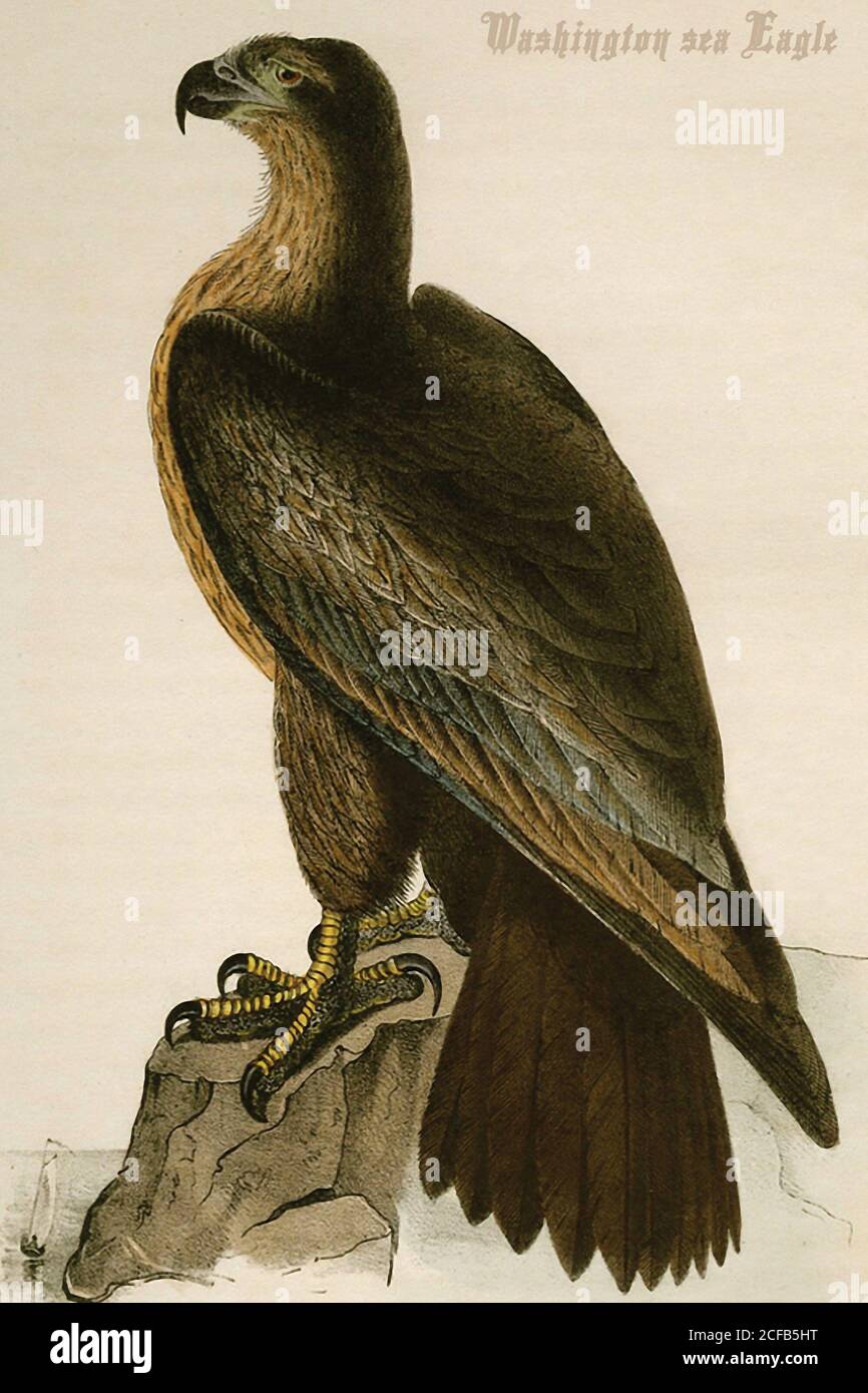 Washington sea eagle hi-res stock photography and images - Alamy