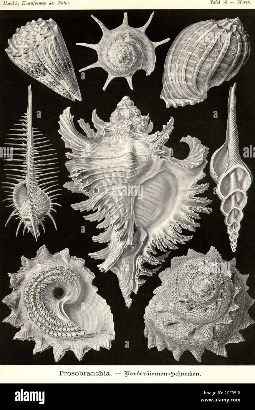 The gastropods hi-res stock photography and images - Alamy