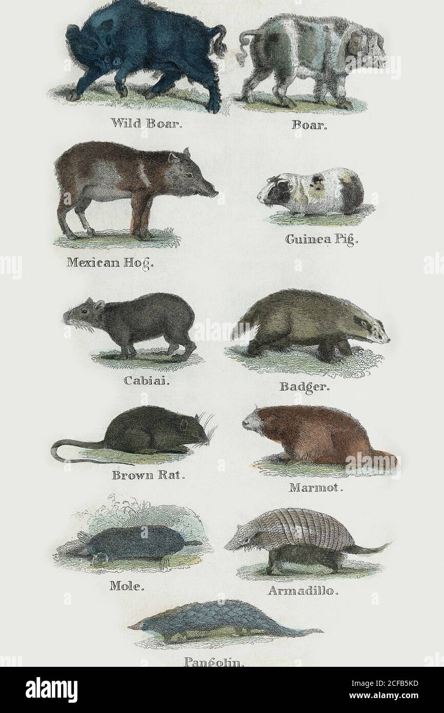 Hog badger hi-res stock photography and images - Alamy
