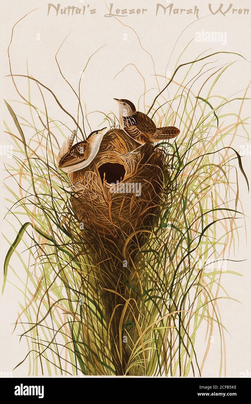 Nuttal hi-res stock photography and images - Alamy