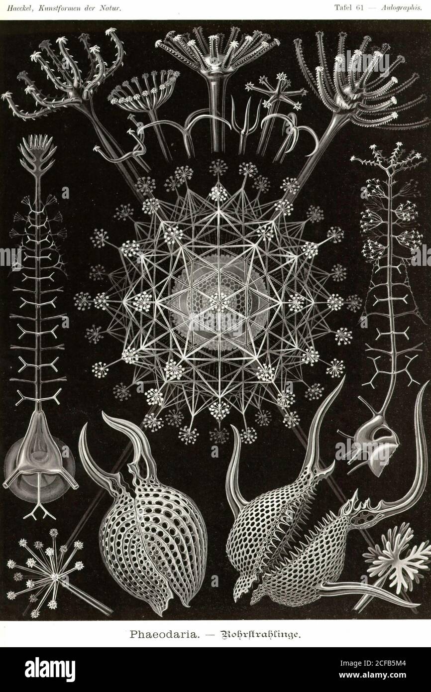 Radiolarians hi-res stock photography and images - Alamy