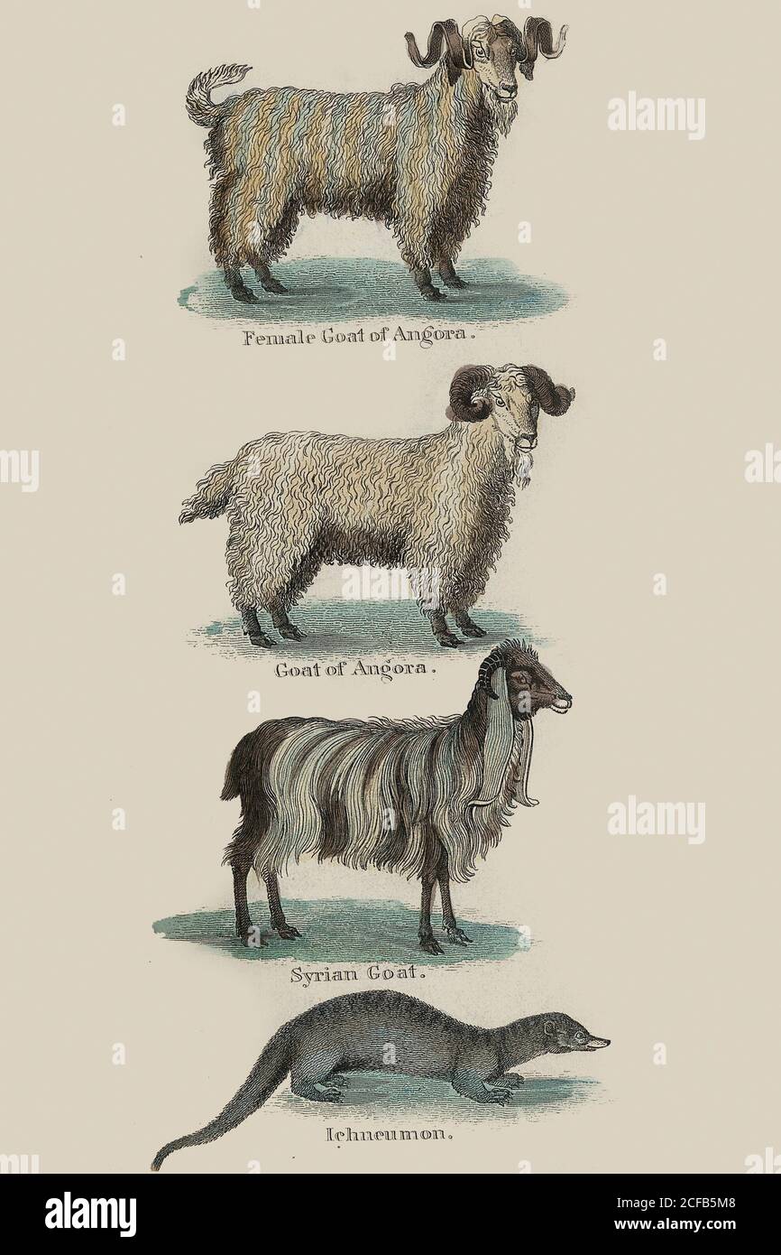 Goat syrian hi-res stock photography and images - Alamy