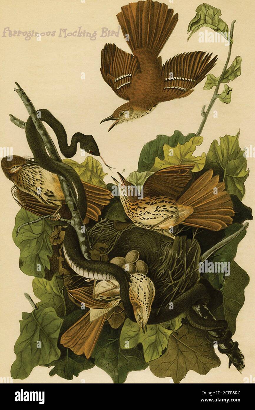 Mocking bird birds hi-res stock photography and images - Alamy