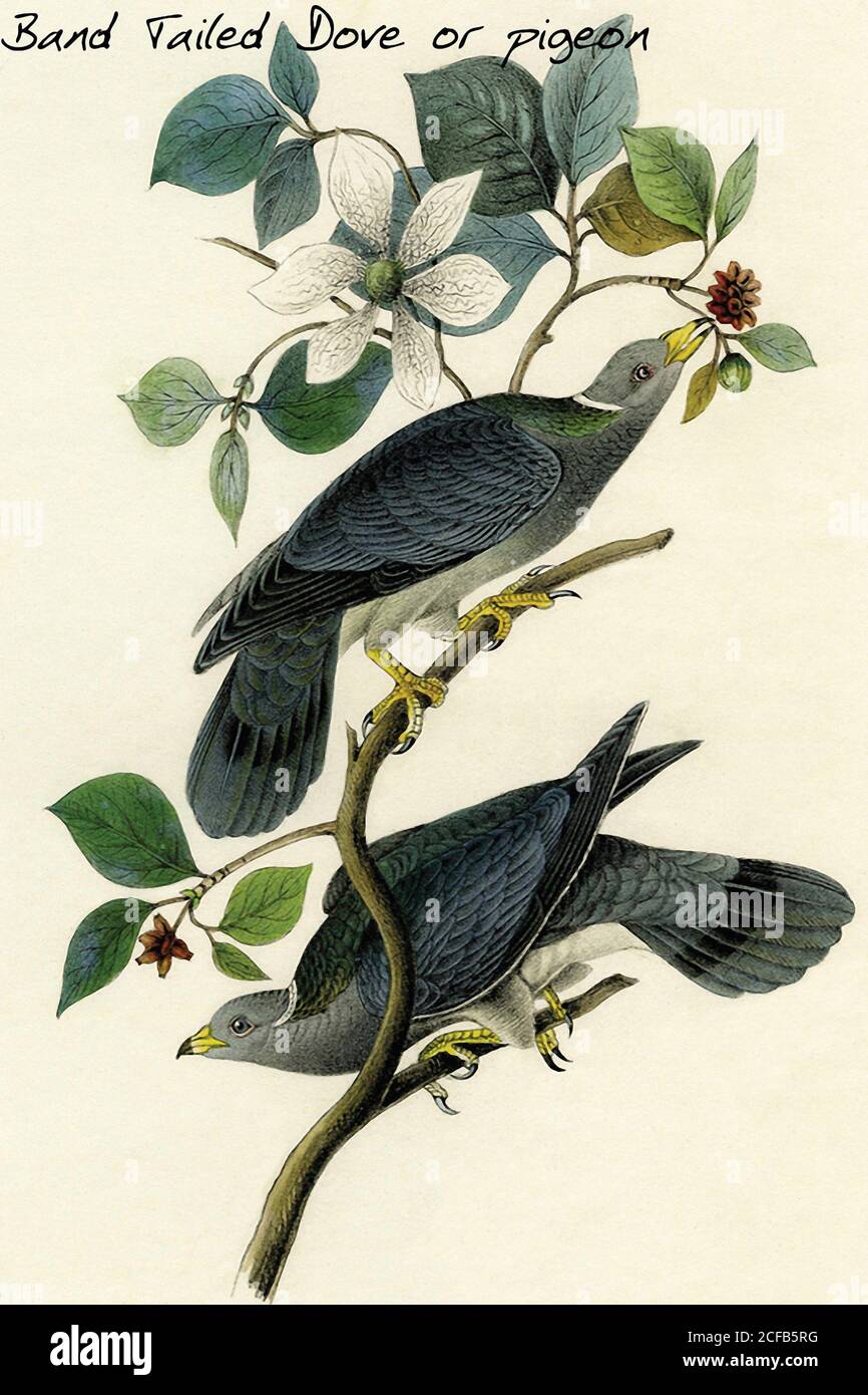 Band Tailed Dove or pigeon Stock Photo - Alamy