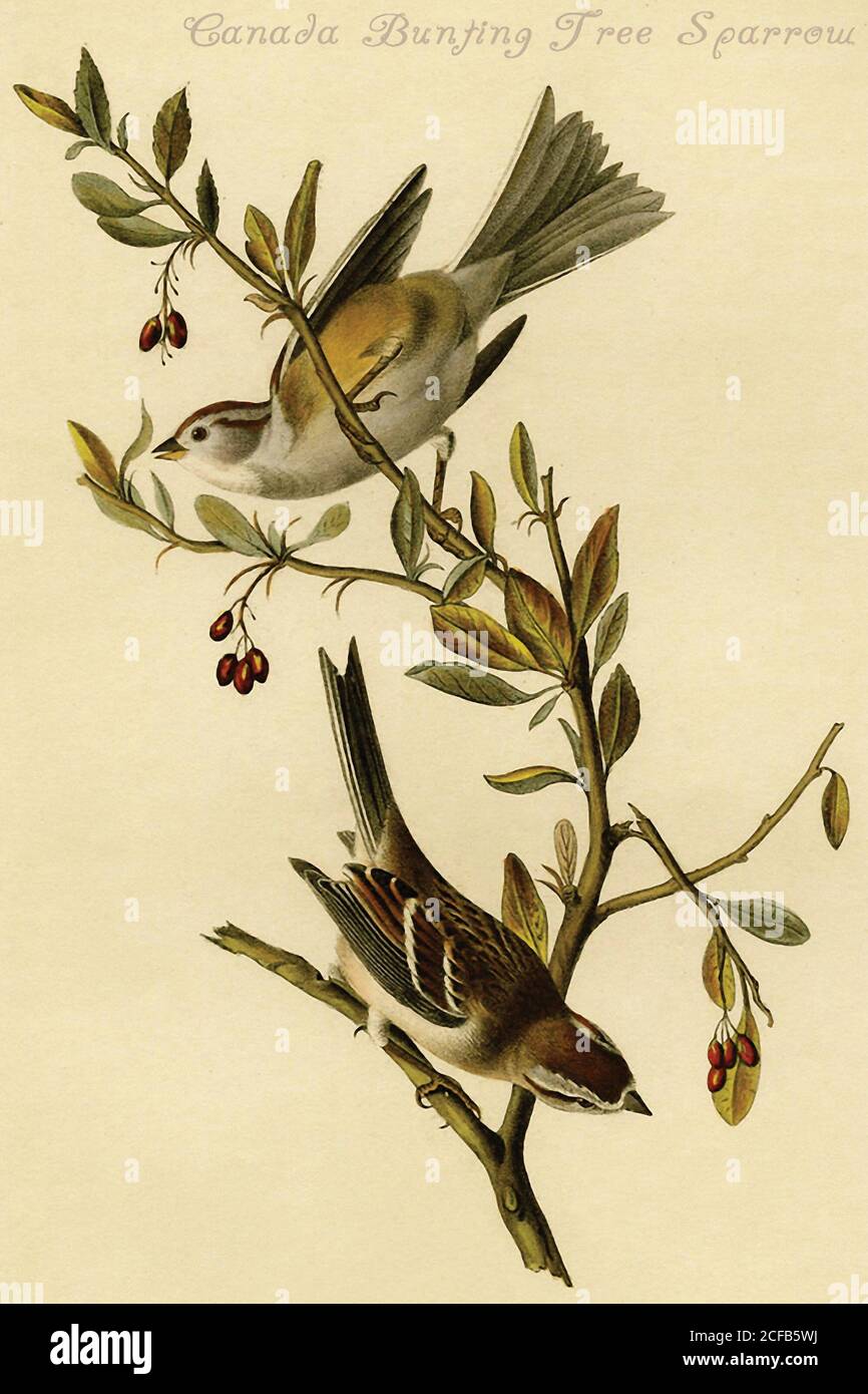 Canada bunting hi-res stock photography and images - Alamy