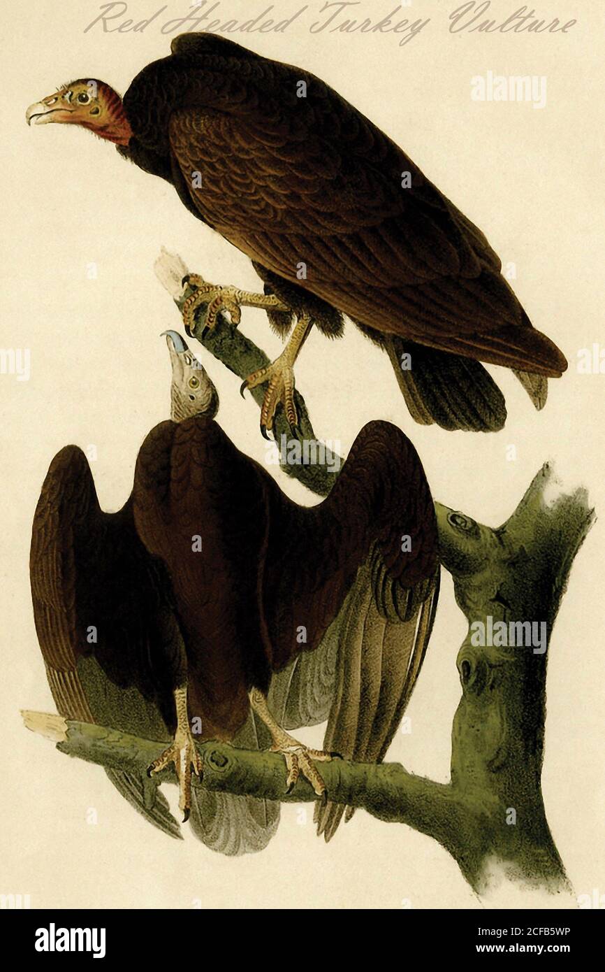 Red Headed Turkey Vulture Stock Photo - Alamy