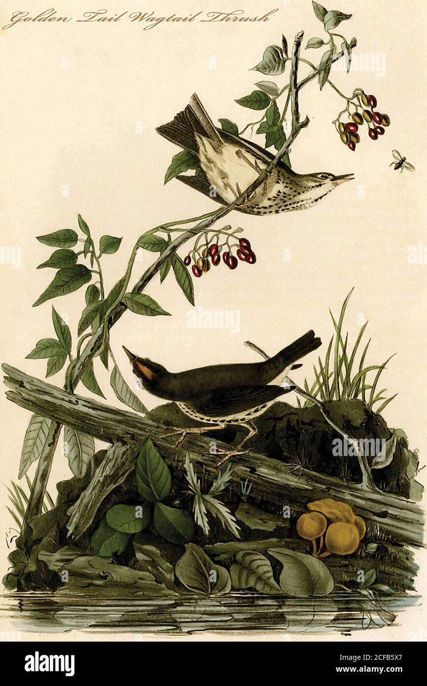 Golden thrush hi-res stock photography and images - Alamy