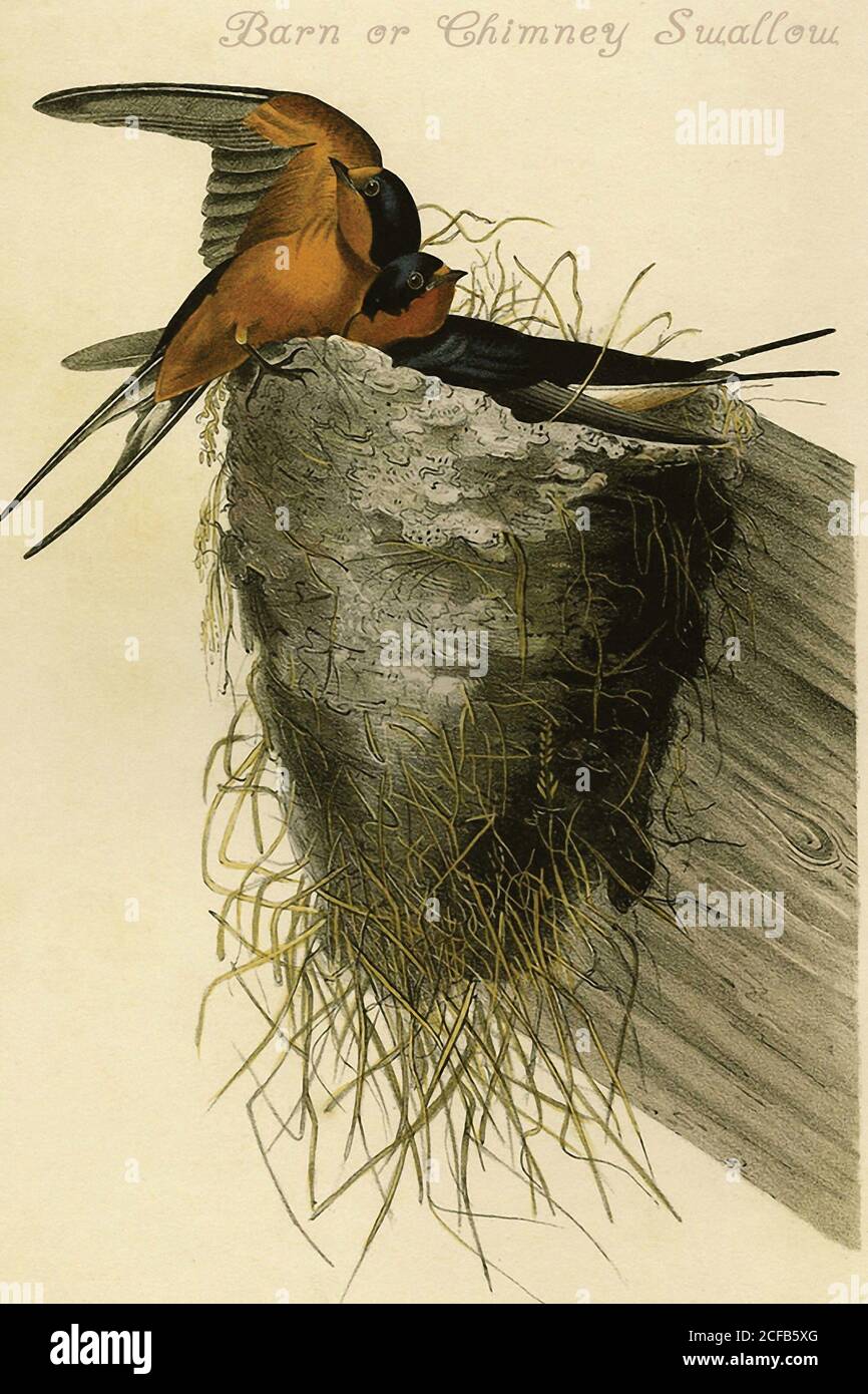 Chimney swallow hi-res stock photography and images - Alamy