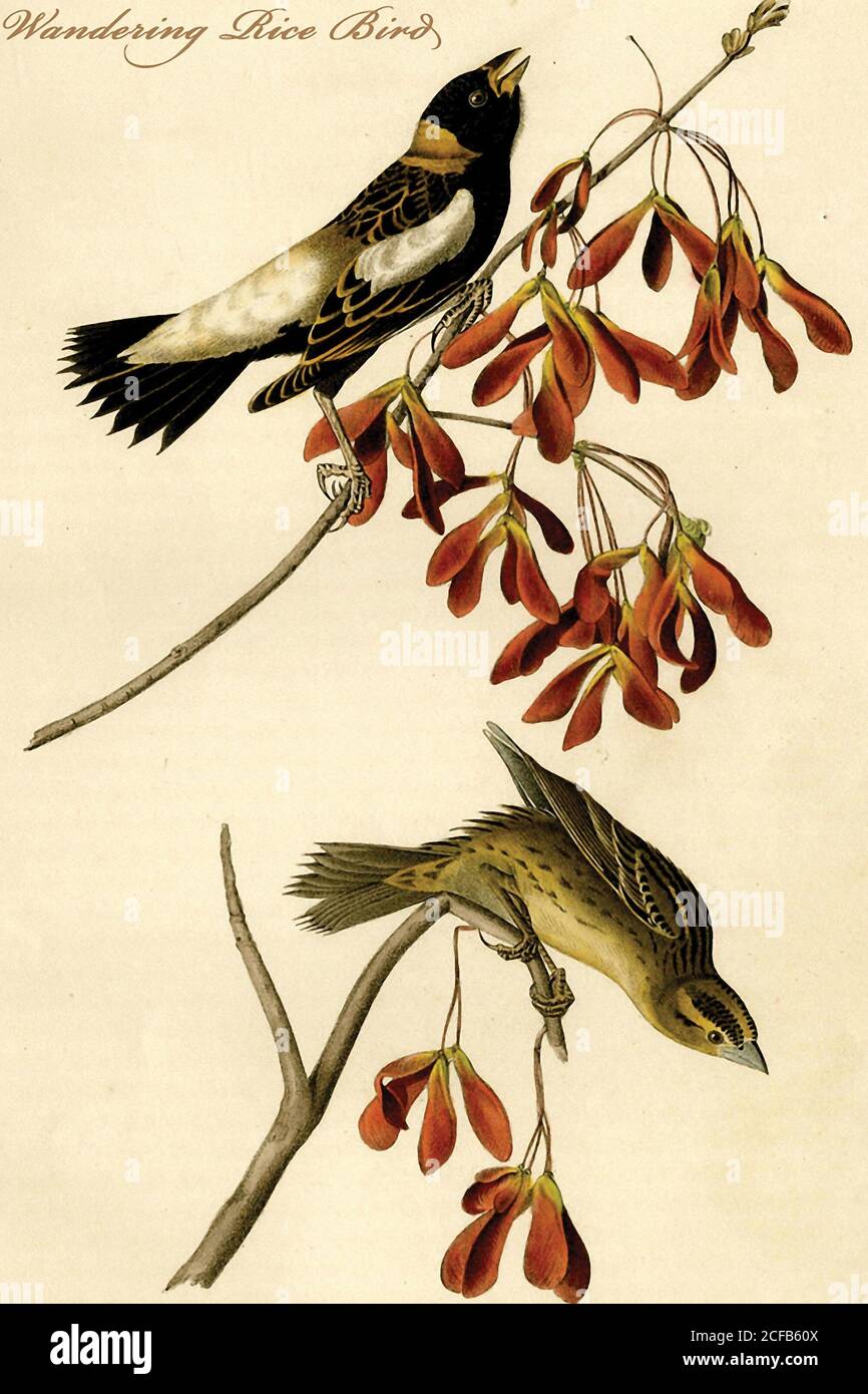 Wandering rice bird hi-res stock photography and images - Alamy