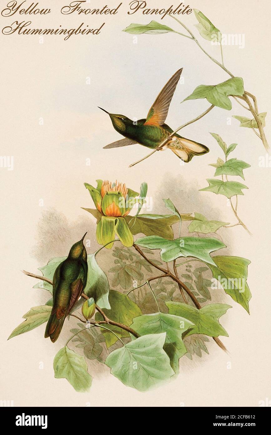 Yellow Fronted Panoplite Hummingbird Stock Photo - Alamy