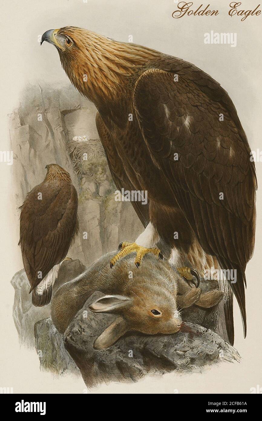 Predatory british eagle hi-res stock photography and images - Alamy