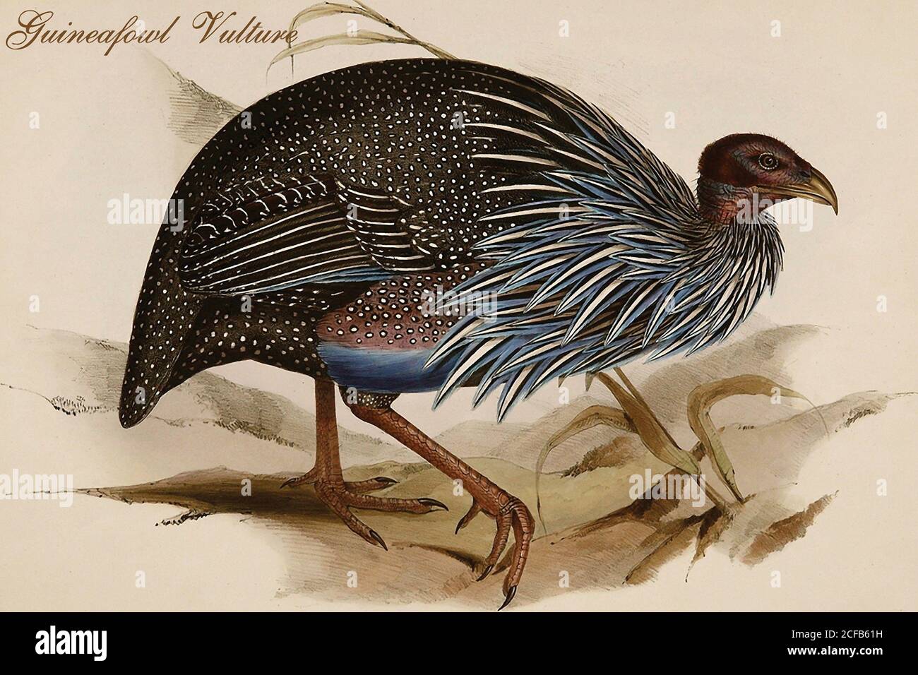 Vulture guineafowl hi-res stock photography and images - Alamy
