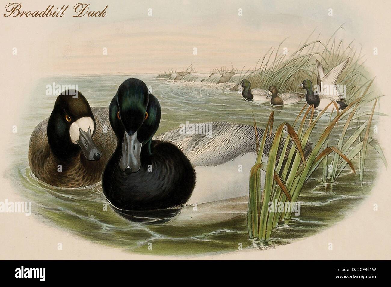 British water birds hi-res stock photography and images - Alamy