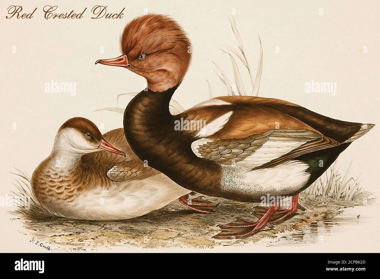 Red Crested Duck Stock Photo - Alamy